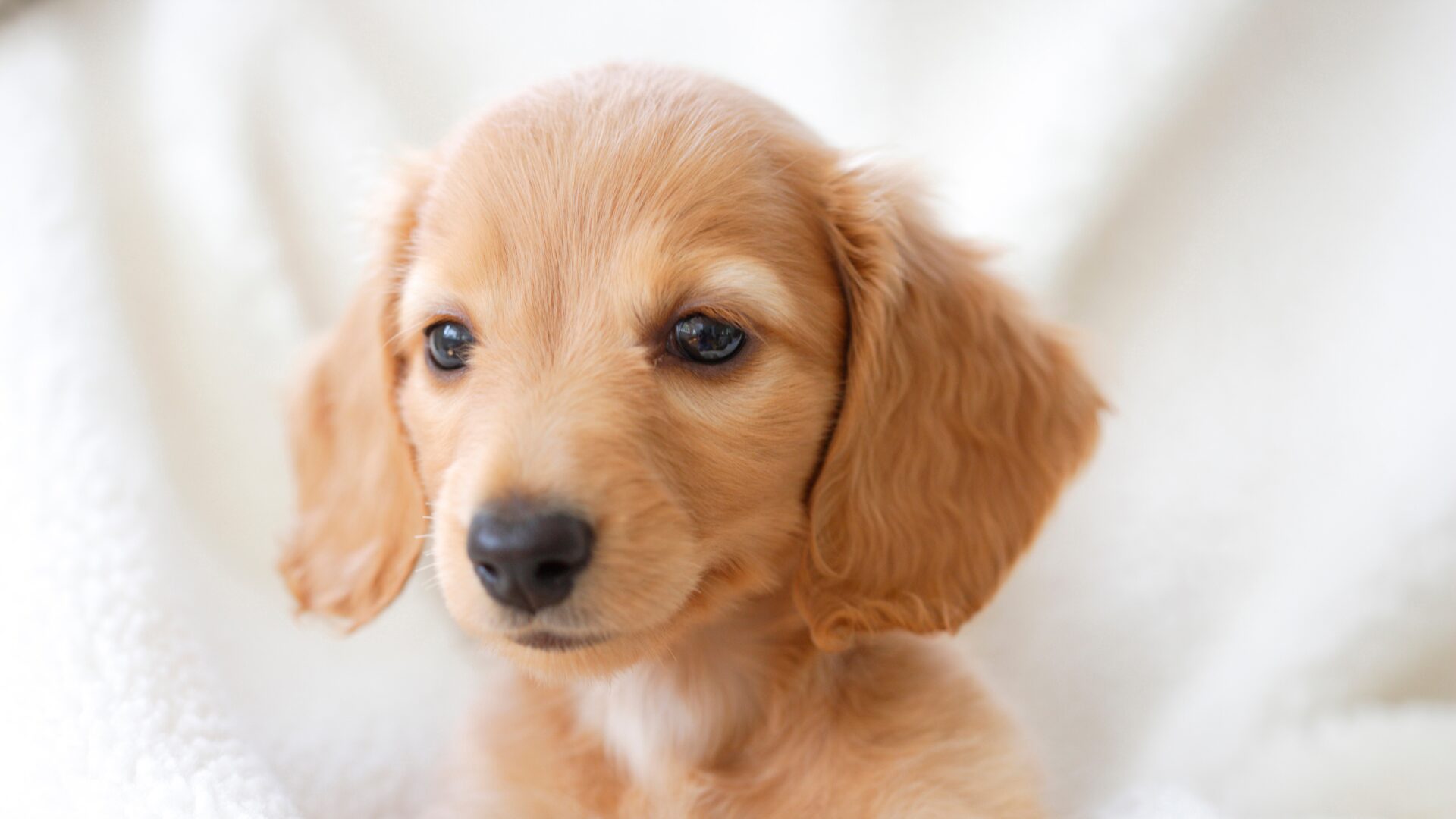 ニトリのソファーで犬と快適に暮らすための選び方と対策