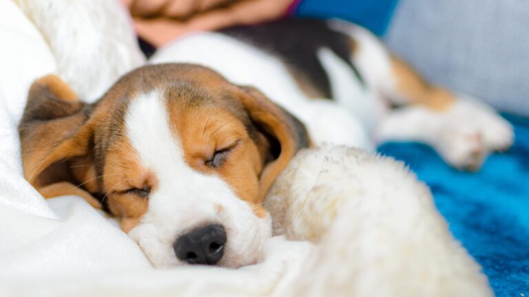 ニトリのソファーで犬と快適に暮らすための選び方と対策