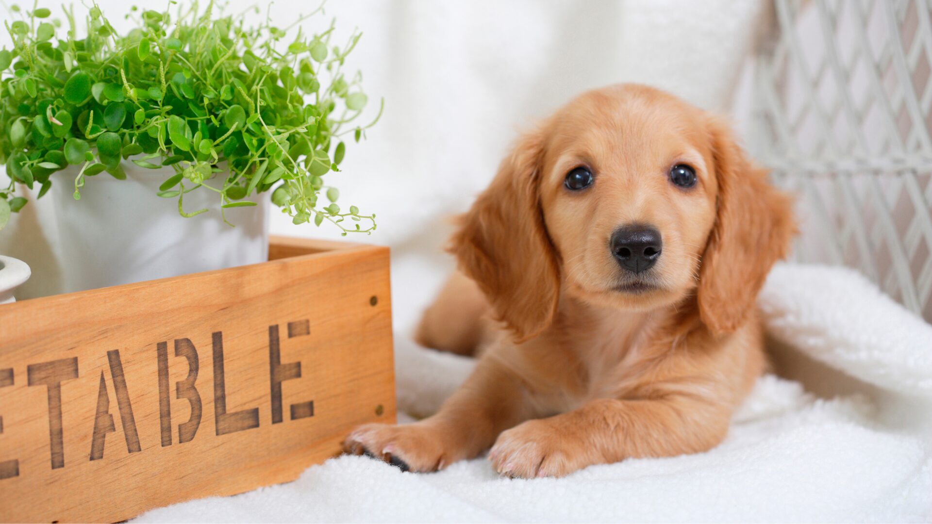 ニトリのソファーで犬と快適に暮らすための選び方と対策