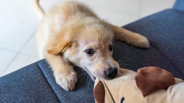 ニトリのソファーで犬と快適に暮らすための選び方と対策